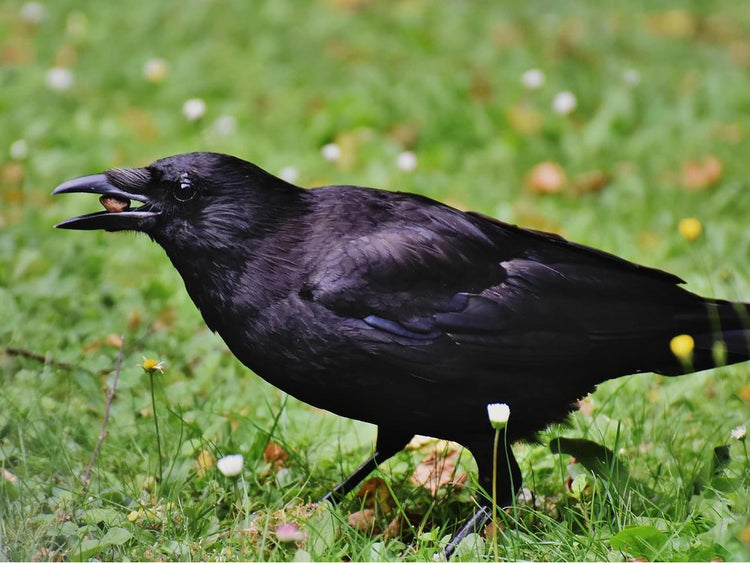What Do Crows Eat? A Complete Guide to Their Diet – TT Nature