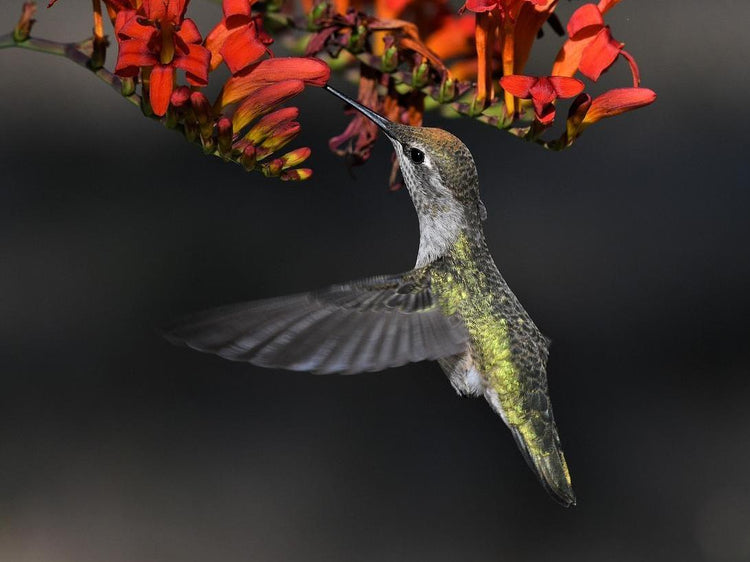 How Long Do Hummingbirds Live? Lifespan, Challenges & Care Tips – TT Nature