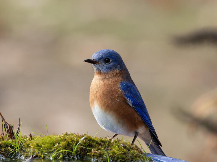 Blue Bird Meaning: Symbolism, Spirit, and Sightings – TT Nature