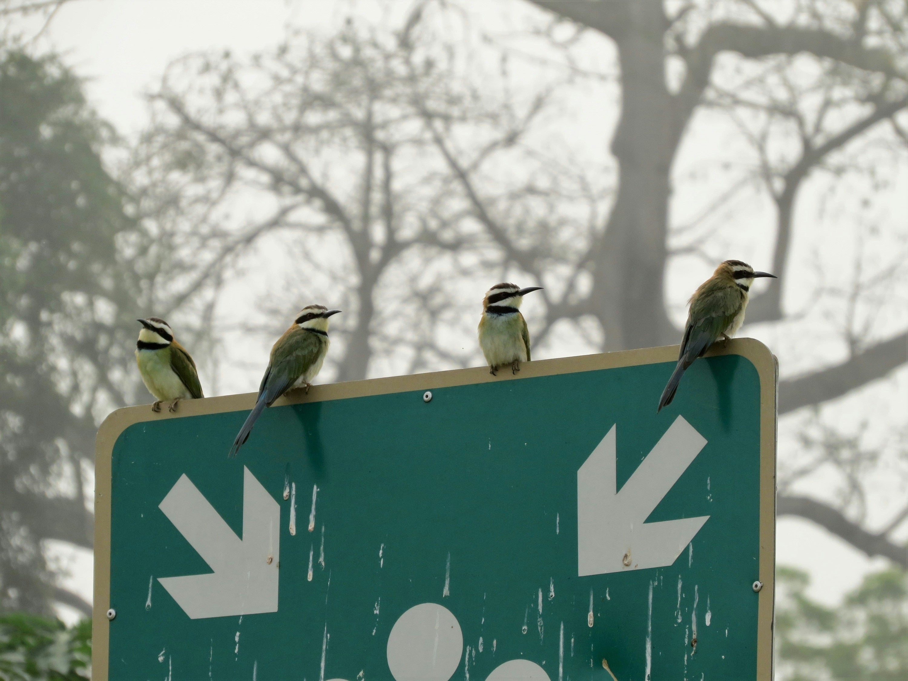 Do Birds Pee? Uncovering the Fascinating Science Behind Bird Poop – TT ...