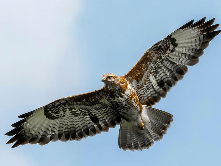 Hawk Spiritual Meaning Across Cultures & Religions + How It Affects You ...